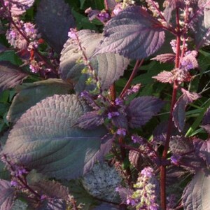 200 Perilla Seeds - Perilla Frutescens 'crispa' - Red Shiso Beefsteak ...