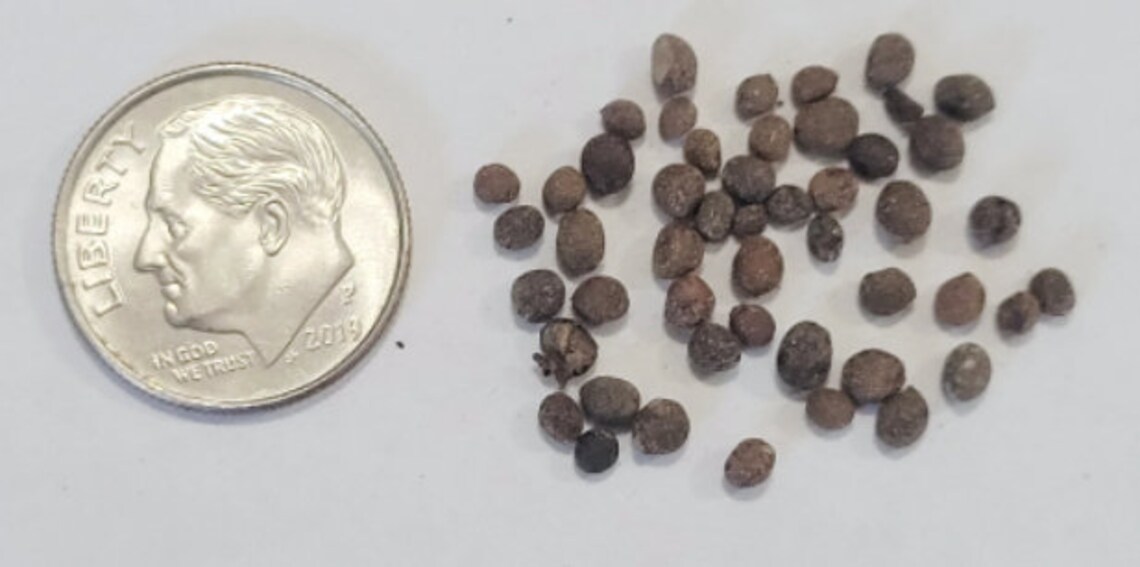 100 Garden Balsam Seeds Impatiens Balsamina Touch-me-not Flower Rose ...