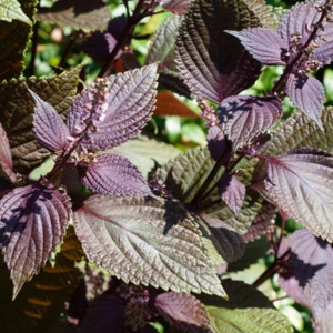 200 Perilla Seeds - Perilla Frutescens 'crispa' - Red Shiso Beefsteak ...