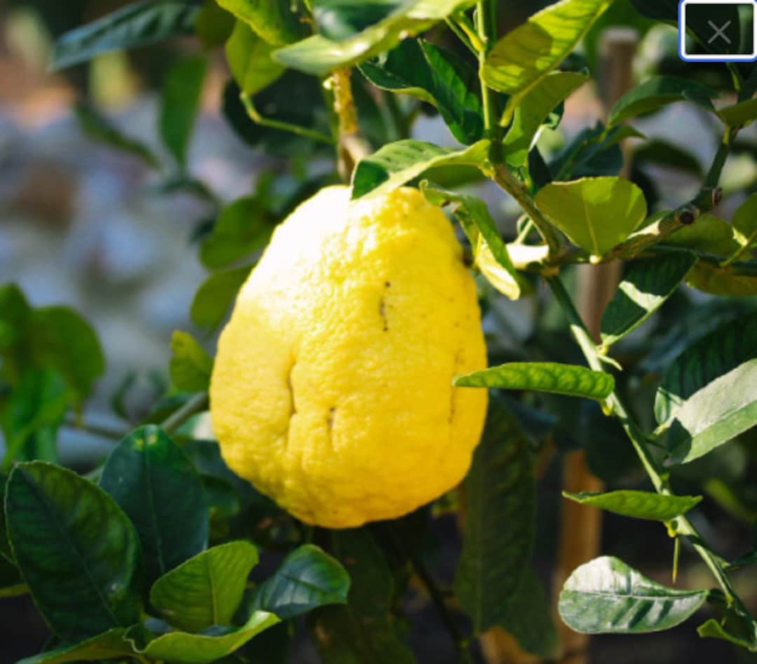 10 Citron Seeds - Citrus Medica - Fragrant Flowering Evergreen Fruit ...