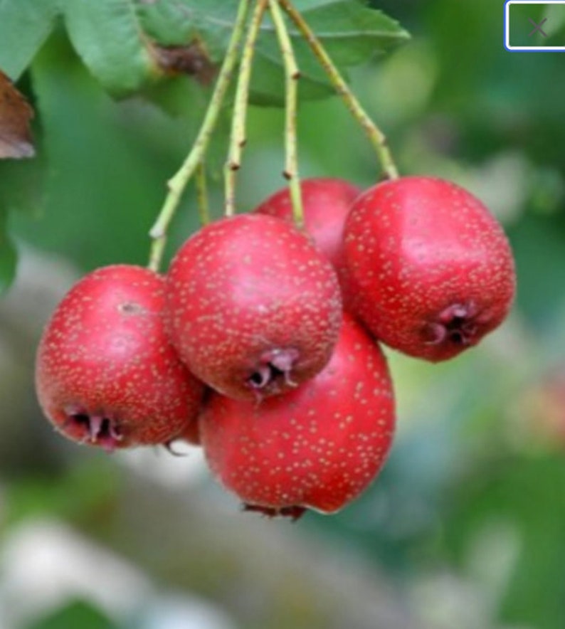 10 Hawthorn Tree Seeds - Crataegus Pinnatifida - Chinese Hawthorn Fruit ...