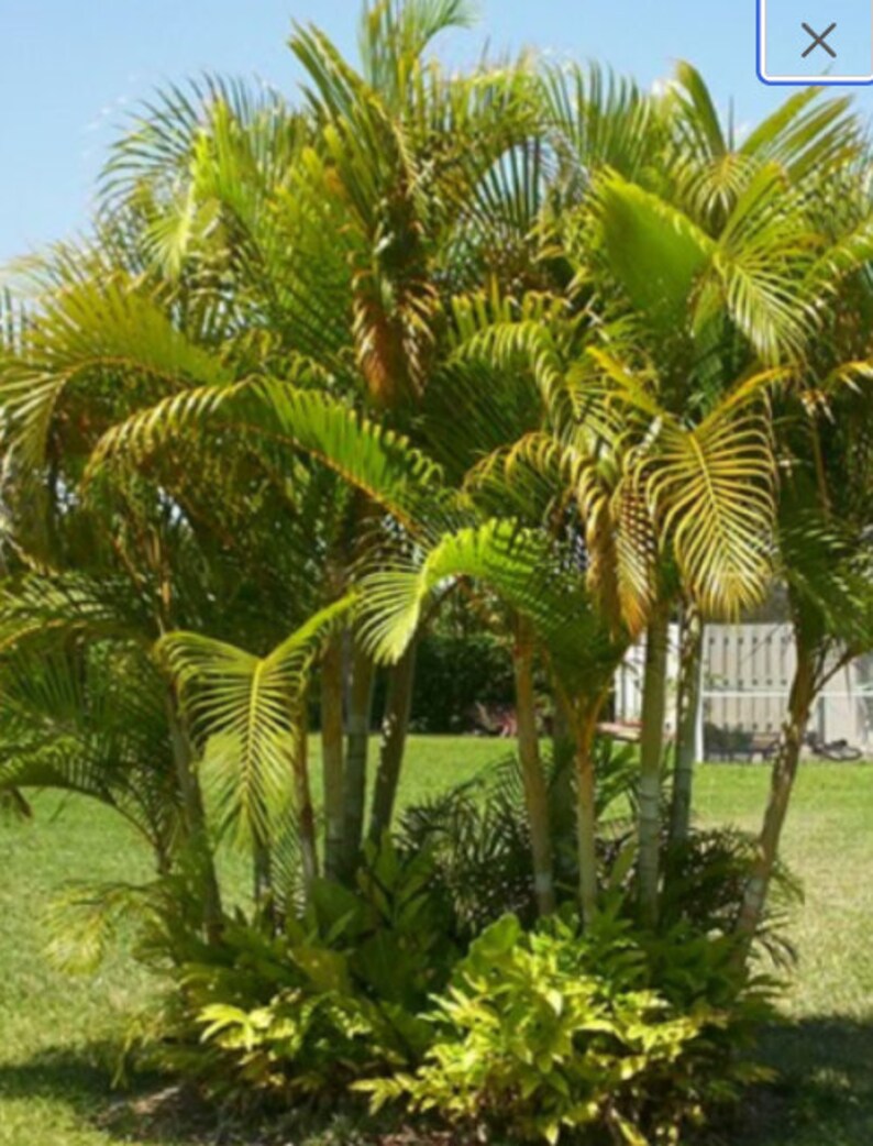 10 Areca Butterfly Palm Tree Seeds - Dypsis Lutescens - Bamboo Palm ...