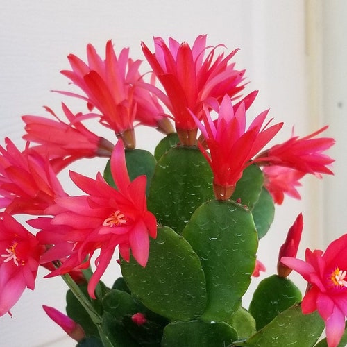Easter Cactus Plant Spring Cactus | Etsy