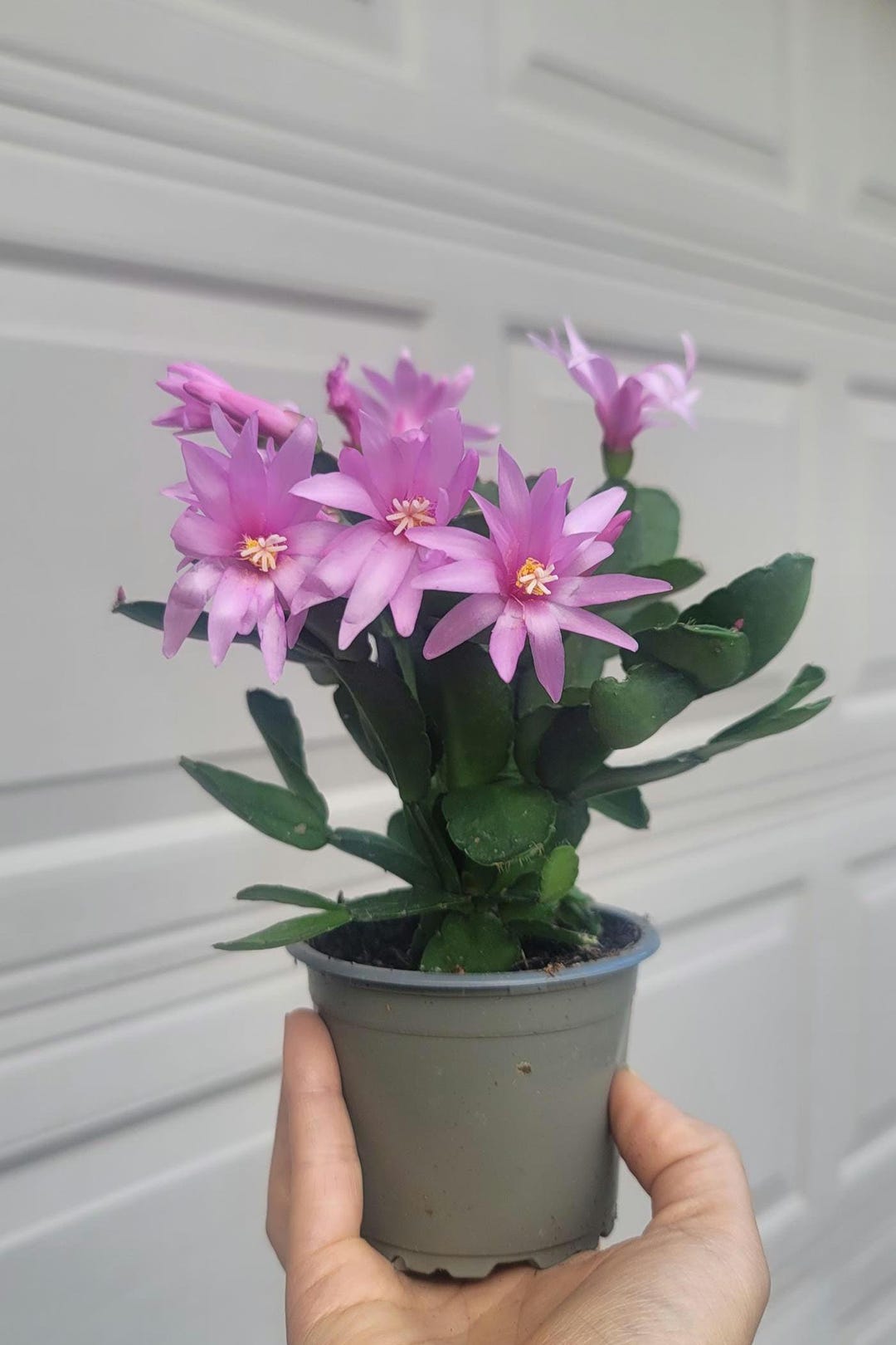 Easter Cactus Plant, Holiday Cactus - Etsy