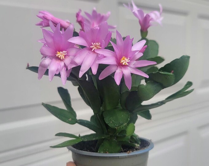 Easter Cactus Plant, Holiday Cactus - Etsy
