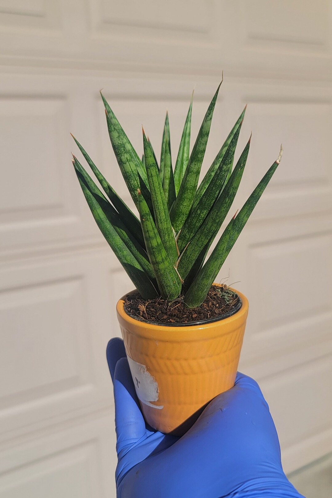 Sansevieria Bob, Snake Plant - Etsy