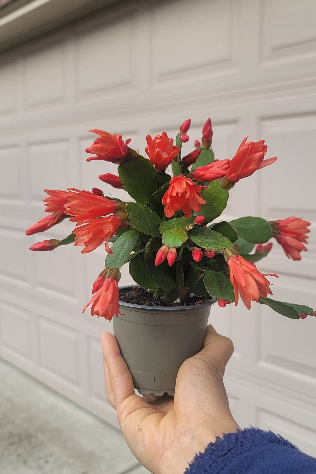 Easter Cactus Plant, Holiday Cactus - Etsy