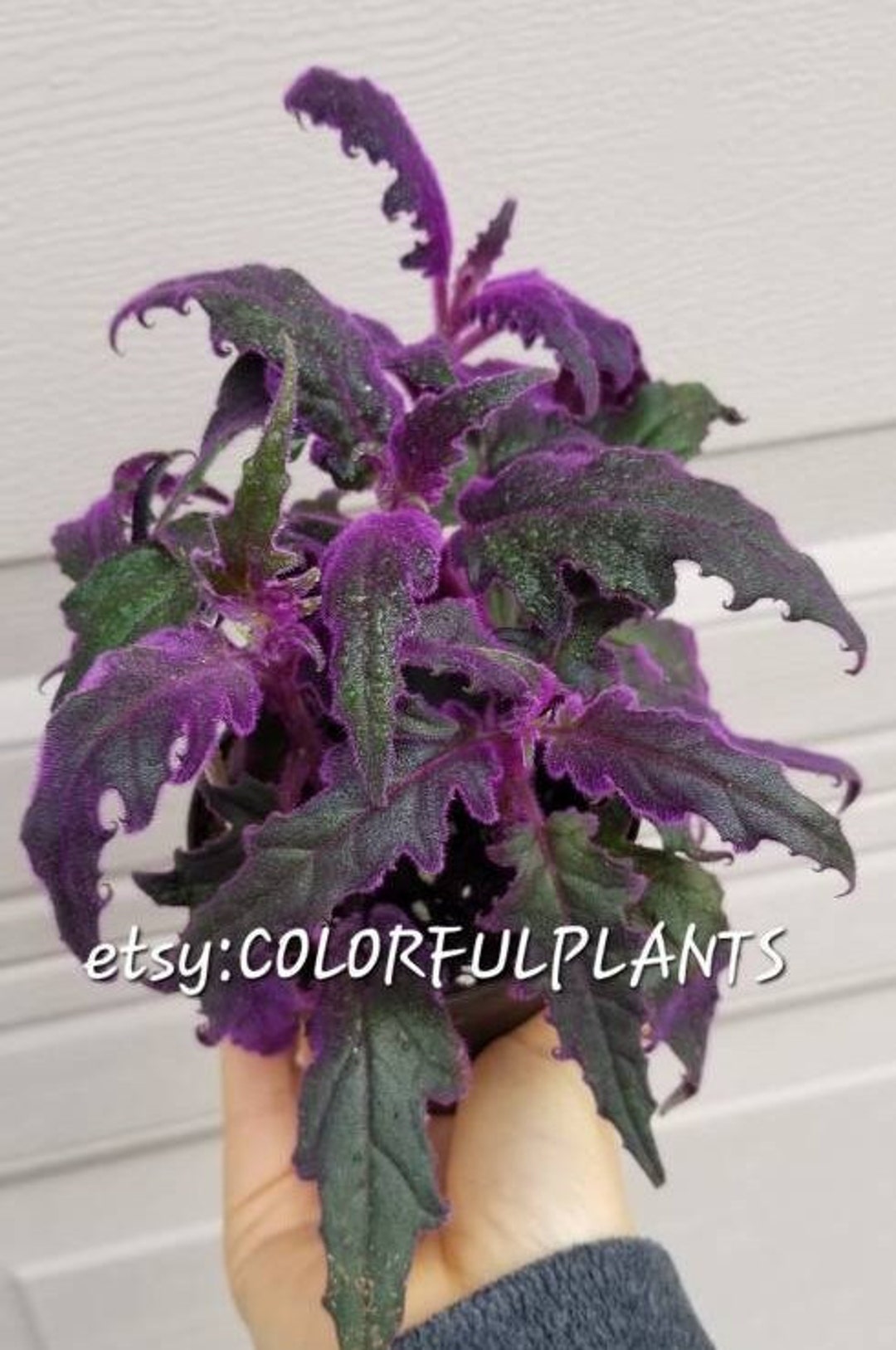 Purple Passion,live Indoor Plant,gynura Aurantiaca - Etsy