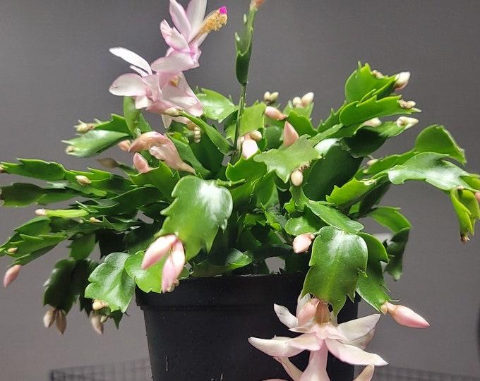 Thanksgiving Cactus Plant, Holiday Cactus. - Etsy