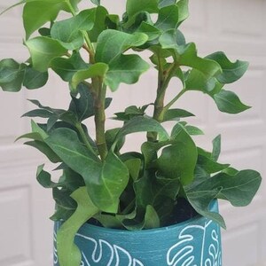 Pia Tree Ivy Plant, House Plant. - Etsy