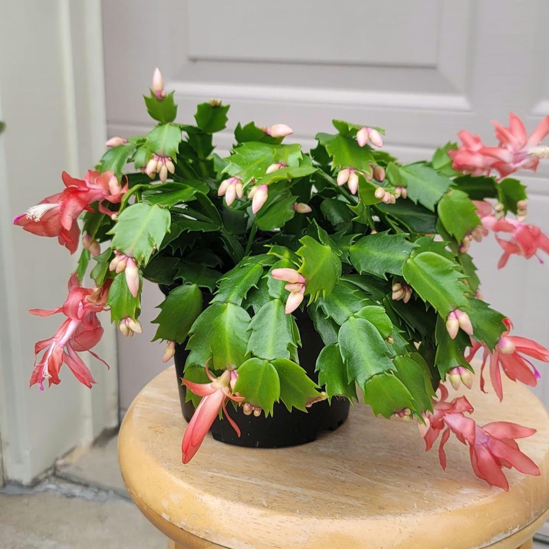 Thanksgiving Cactus Plant, Holiday Cactus Plant. - Etsy