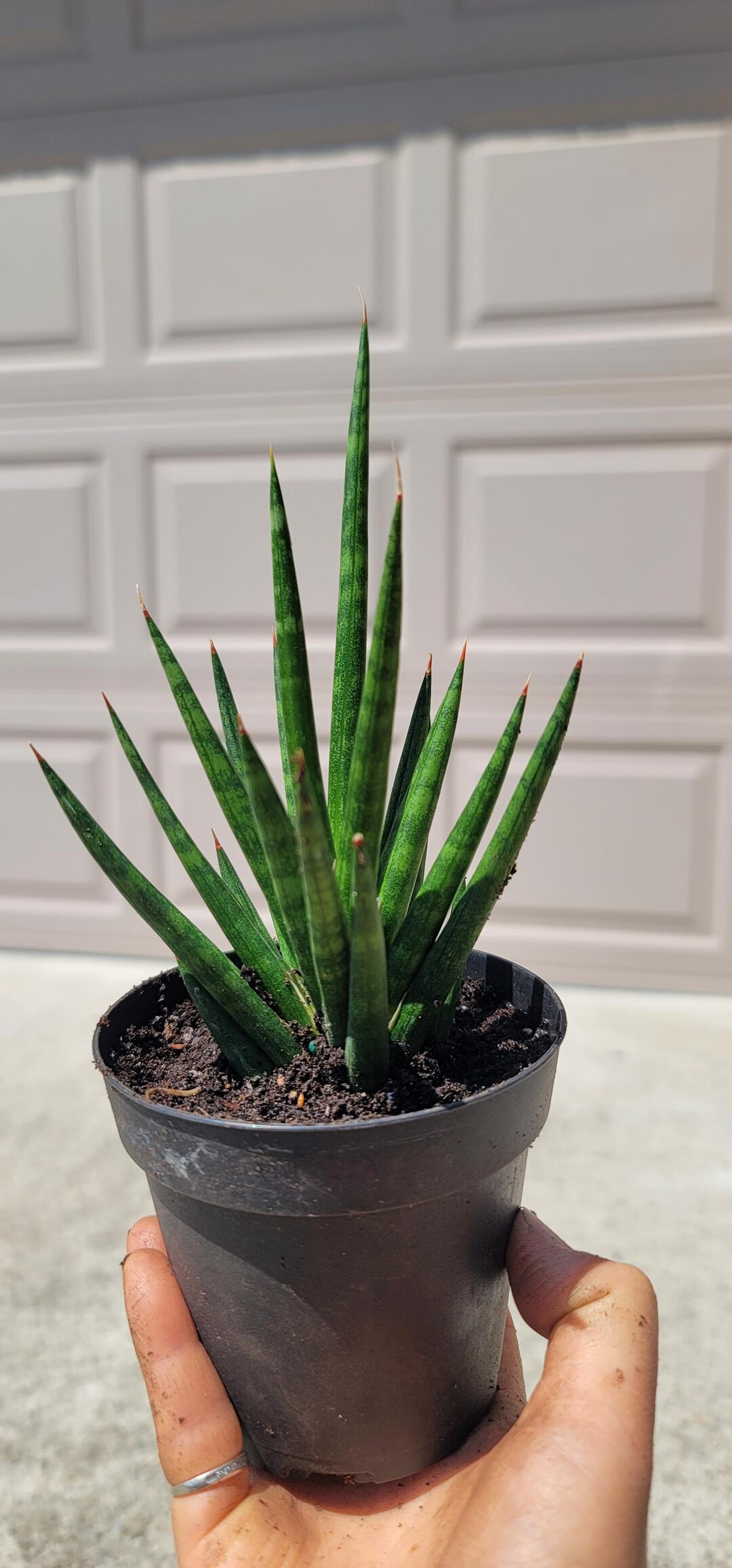 Sansevieria Bob, Snake Plant - Etsy