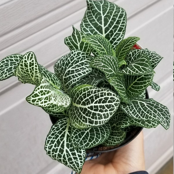 Fittonia Plant White - Etsy