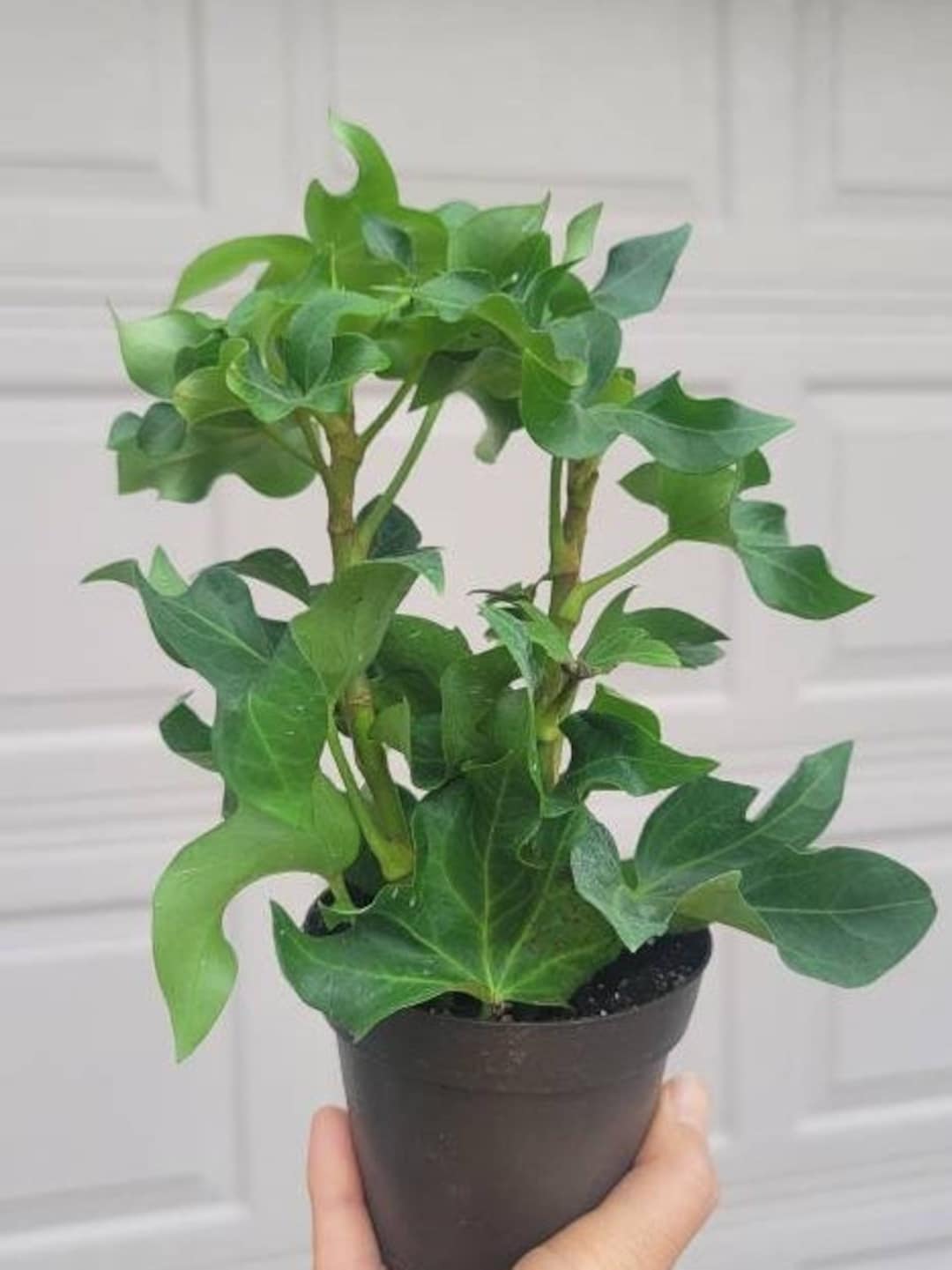 Pia Tree Ivy Plant, House Plant. - Etsy