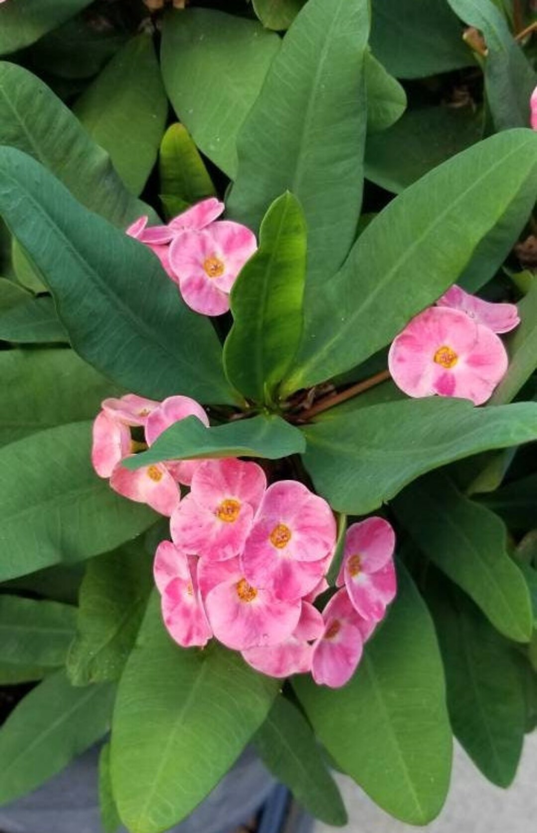 Pink Crow of Thorn Cutting Plant - Etsy
