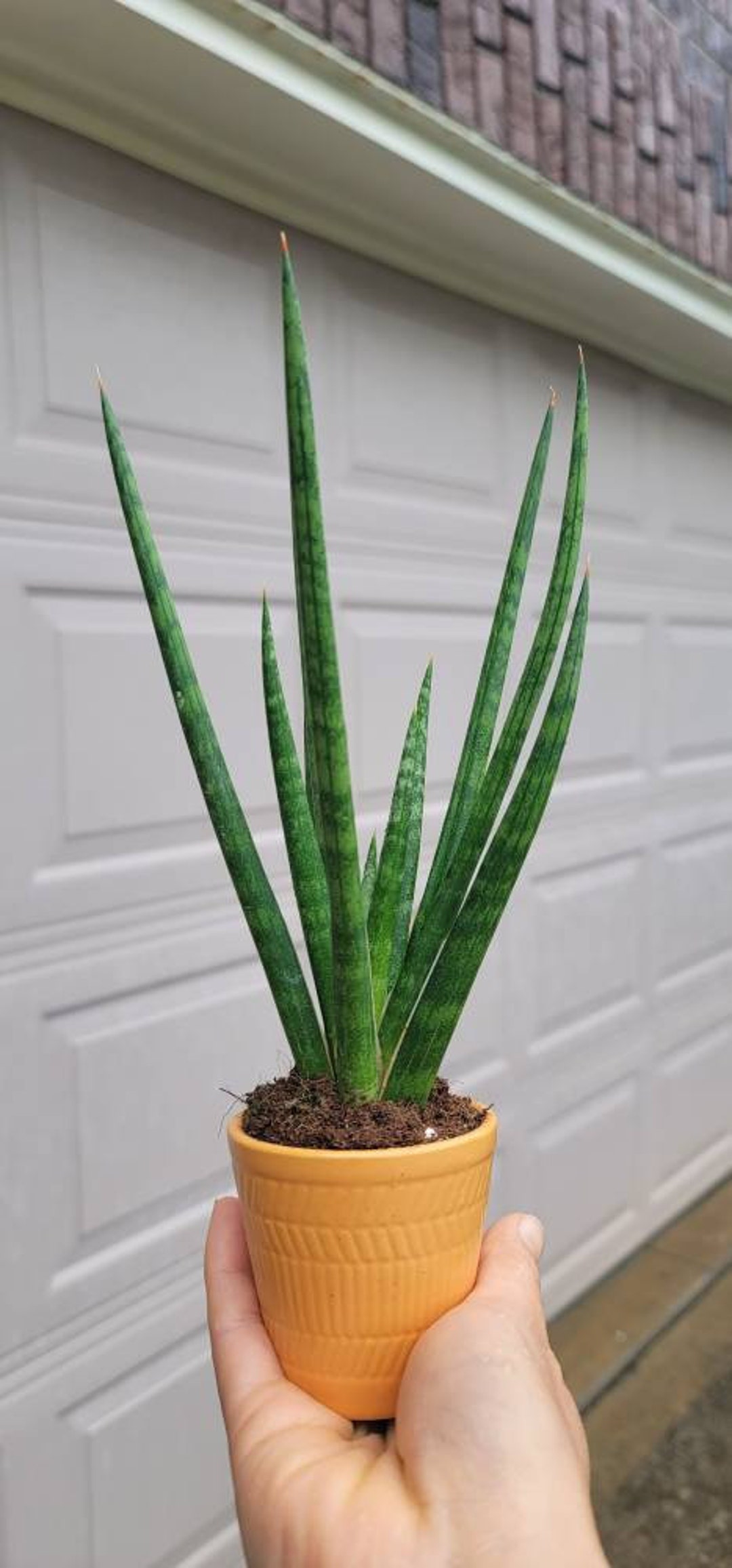 Sansevieria Bob Snake Plant - Etsy