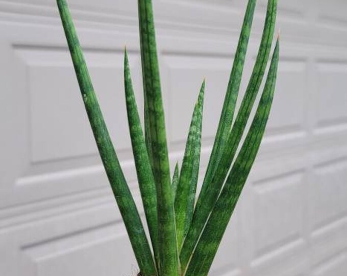 Sansevieria Bob Snake Plant - Etsy