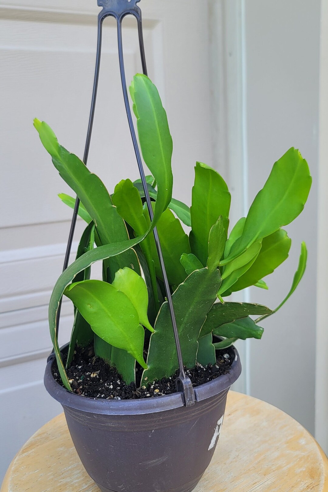 Epiphyllum Hookeri, Hooker Orchid Cactus Plant Will Be Shipped in a 6 ...