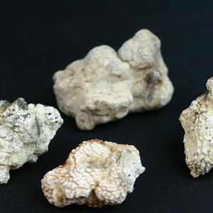 Snakeskin Agate - Etsy