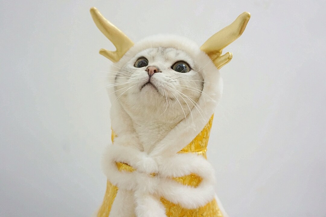 Dragon Style Pretty Cat Dog Cloak, Golden Yellow Silky Satin Pet Cloak ...