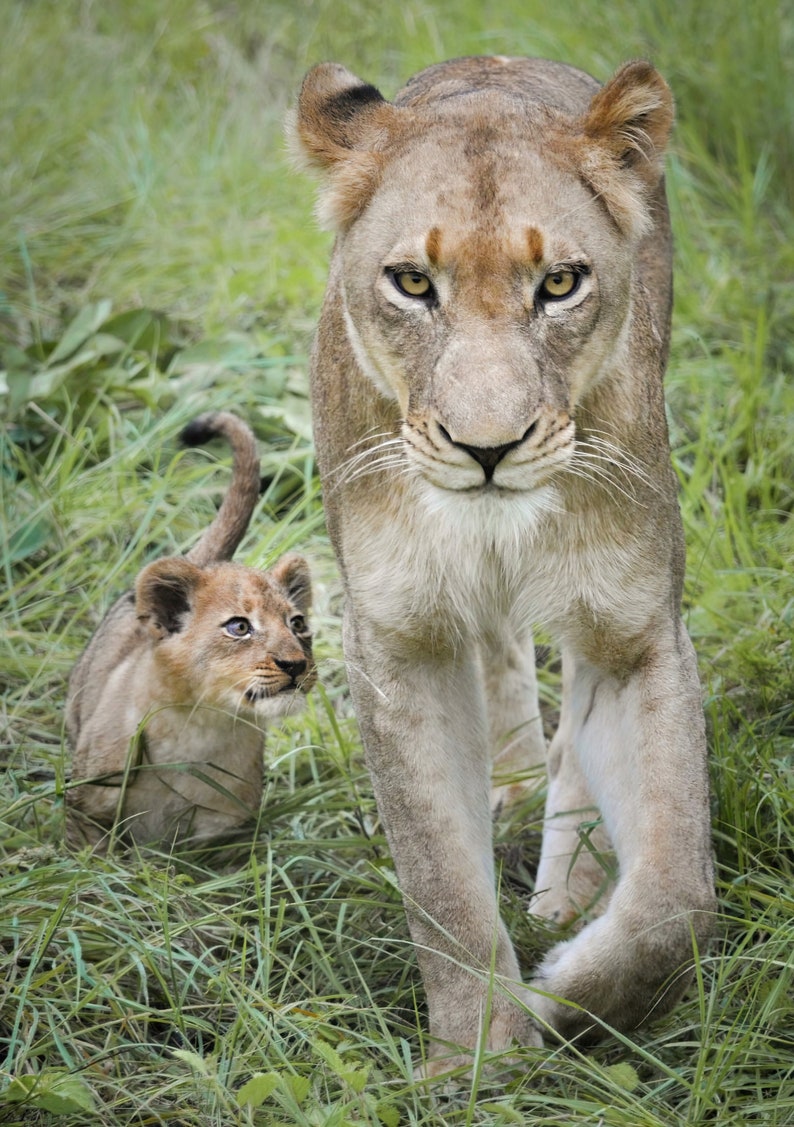 Signed Limited Edition Lioness and Cub - Matted Fine Art Wildlife Print ...