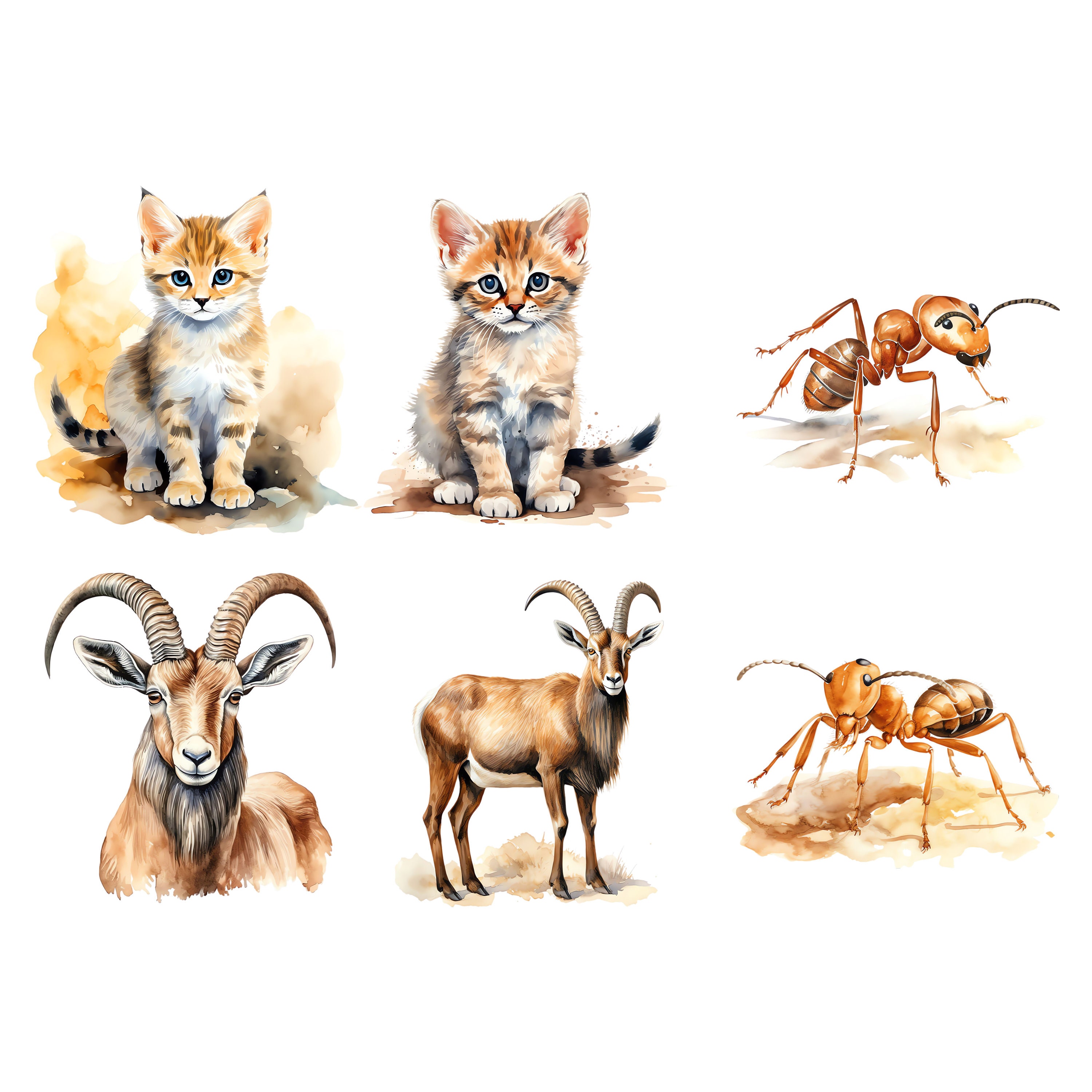 Desert Animals Clipart Bundle, 60 PNG Transparent Background, Digital ...