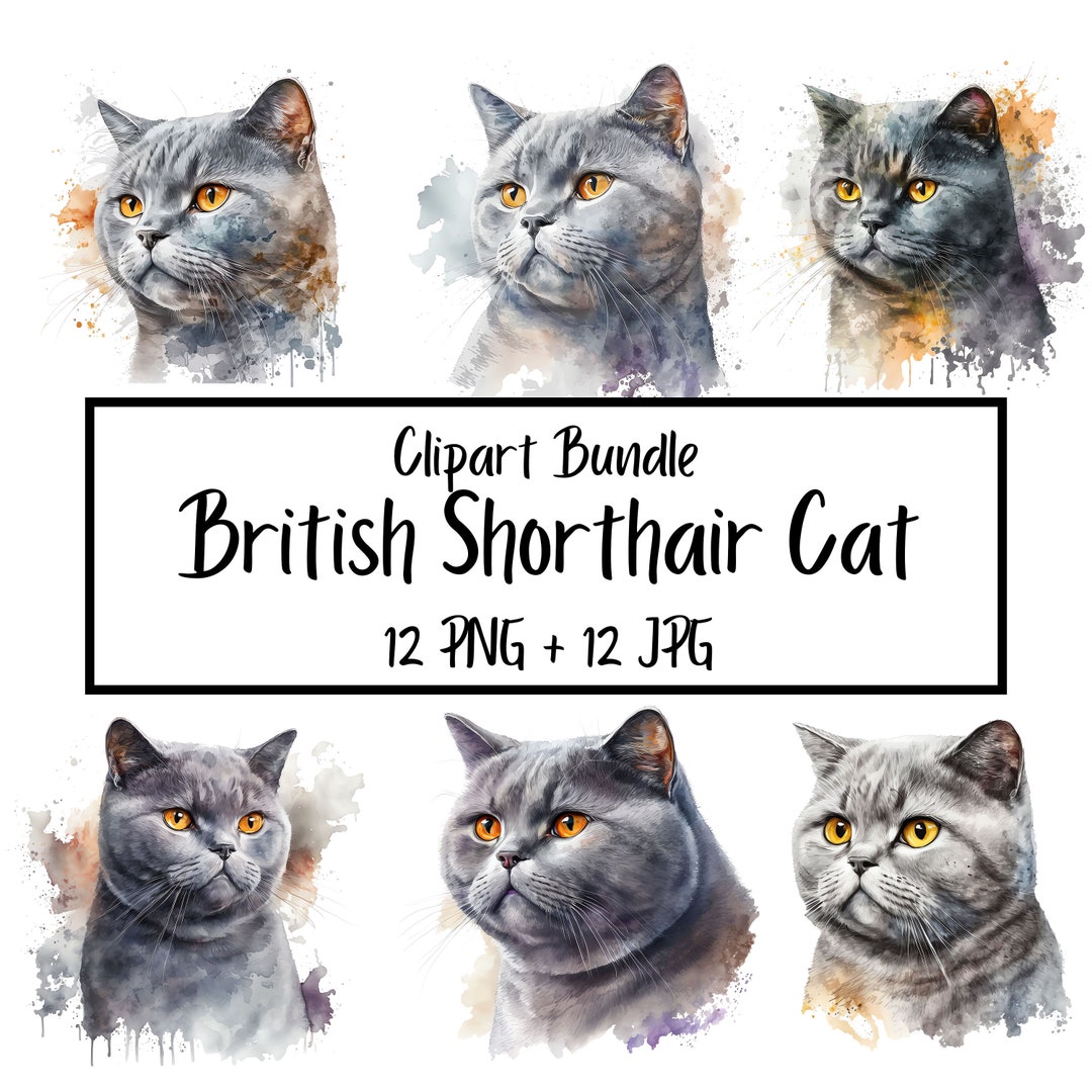 British Shorthair Clipart Bundle 12 HQ Pngs&jpgs 300DPI - Etsy