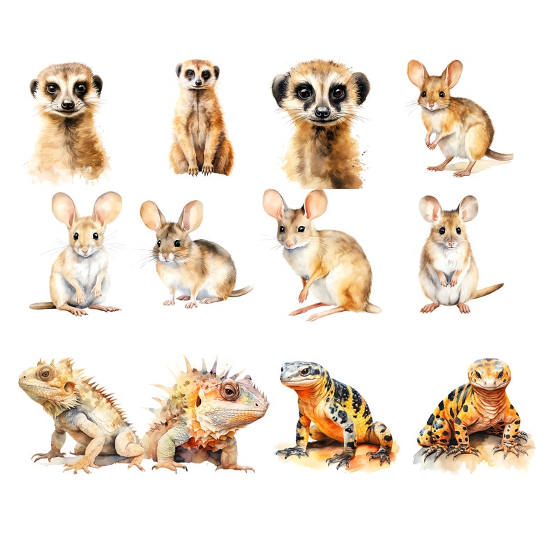 Desert Animals Clipart Bundle, 60 PNG Transparent Background, Digital ...