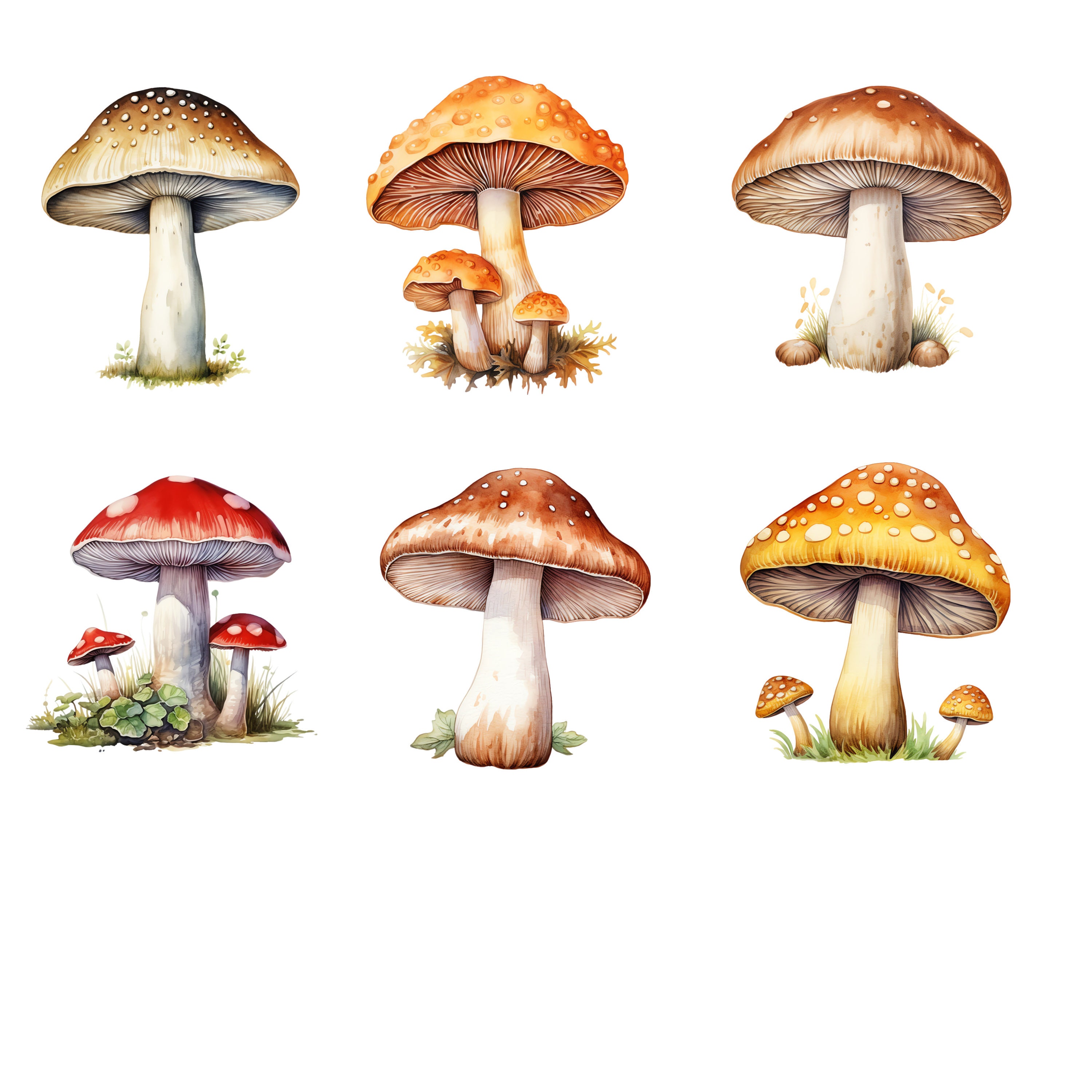 Cute Mushrooms Clipart Bundle 60 PNG Transparent Background - Etsy