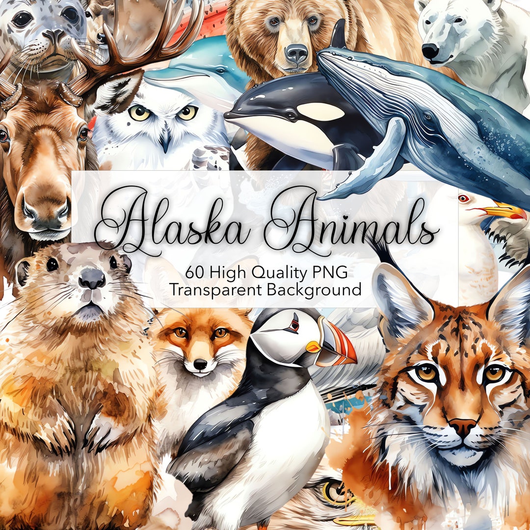 Alaska Animals Clipart Bundle, 60 PNG Transparent Background, Digital ...