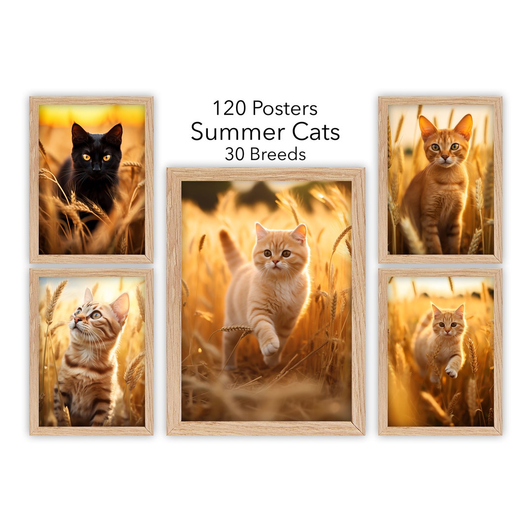 Summer Cats HQ Photography Digital Art 120 Posters, Home Art, Wall Art ...