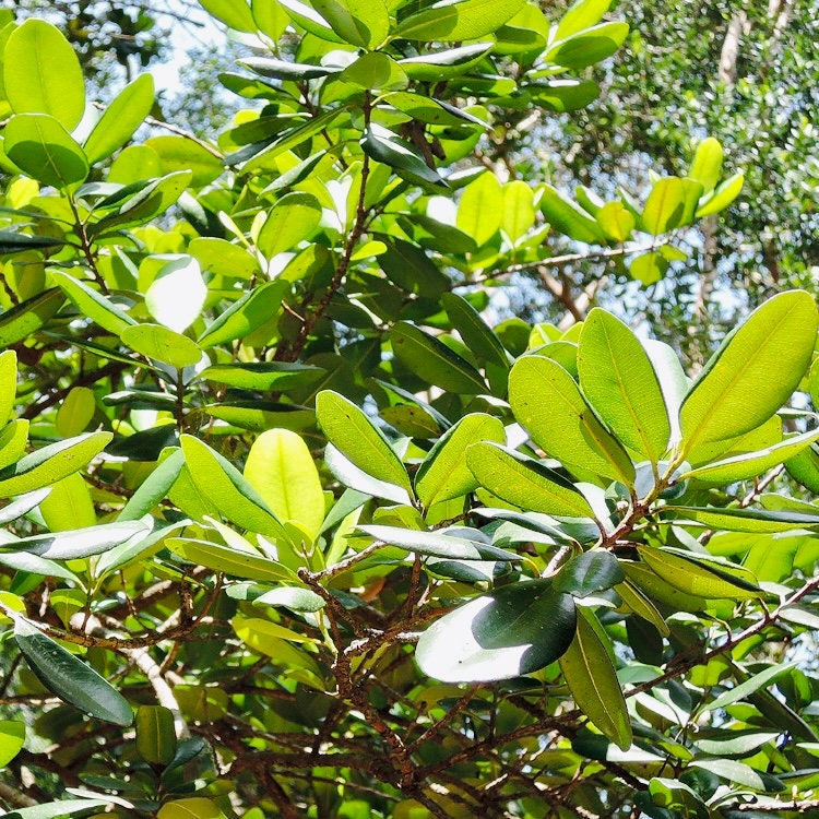 Bay Rum Tree pimienta Racemosa Fruit Tree 12-24 Inches - Etsy