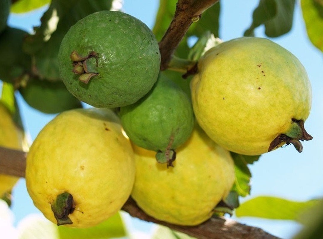 Lemon Guava Tree psidium Guajava Live Fruit Tree 1224 - Etsy