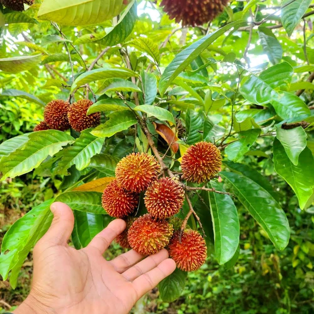 GRAFTED Pulasan nephelium Mutabile Living Fruit Tree - Etsy