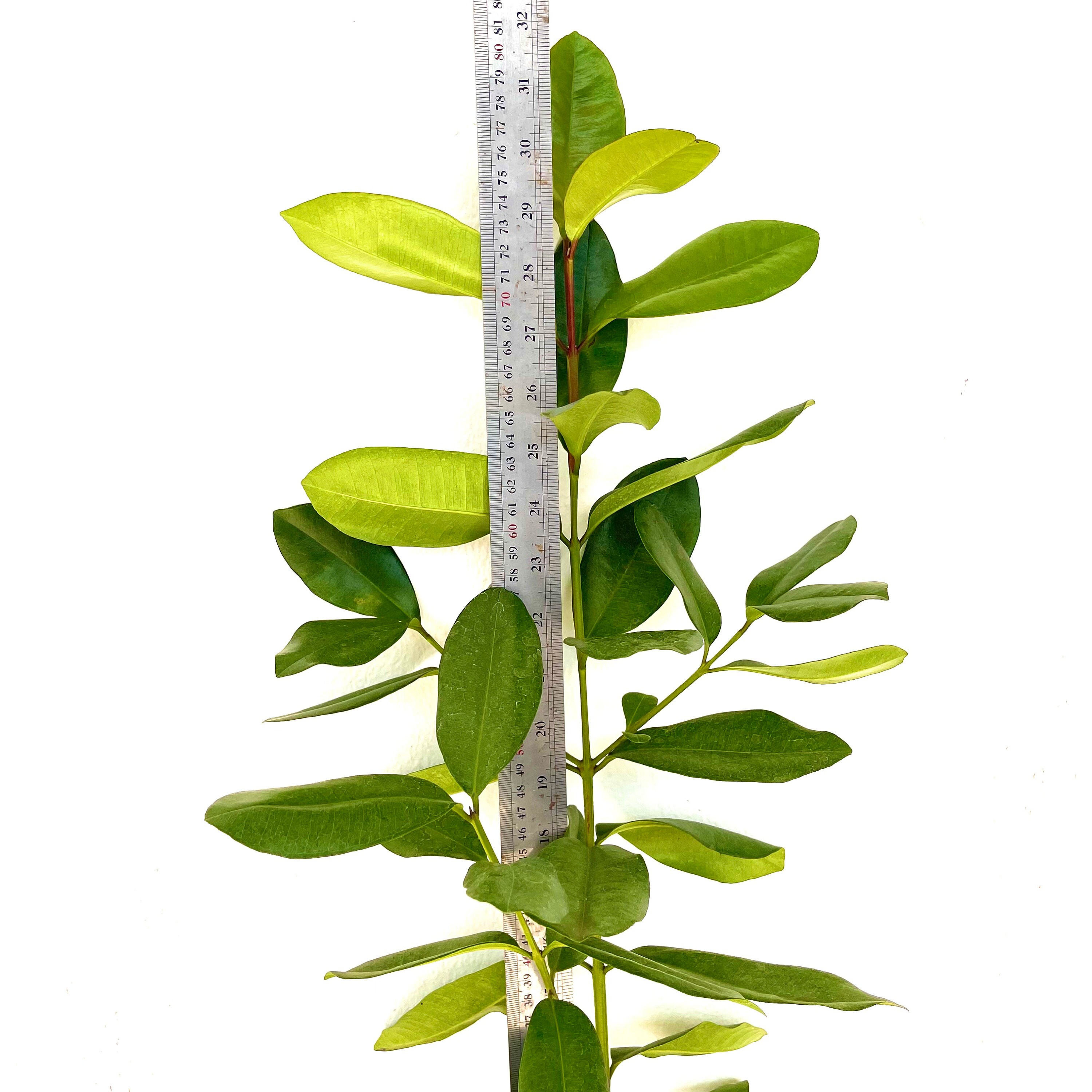 Bay Rum Tree pimienta Racemosa Fruit Tree 12-24 Inches - Etsy