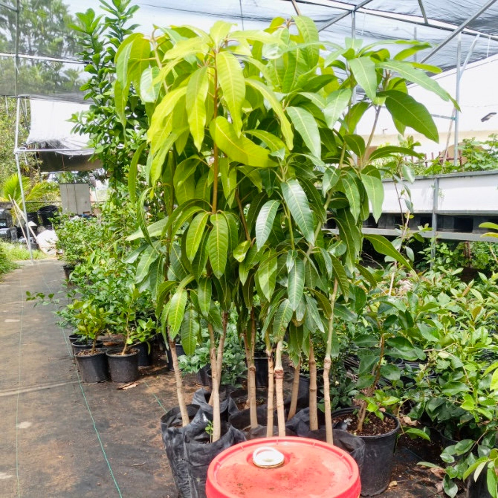 GIANT Grafted Mango Palmer Manglifera Fruit Tree 4-5 FEET - Etsy
