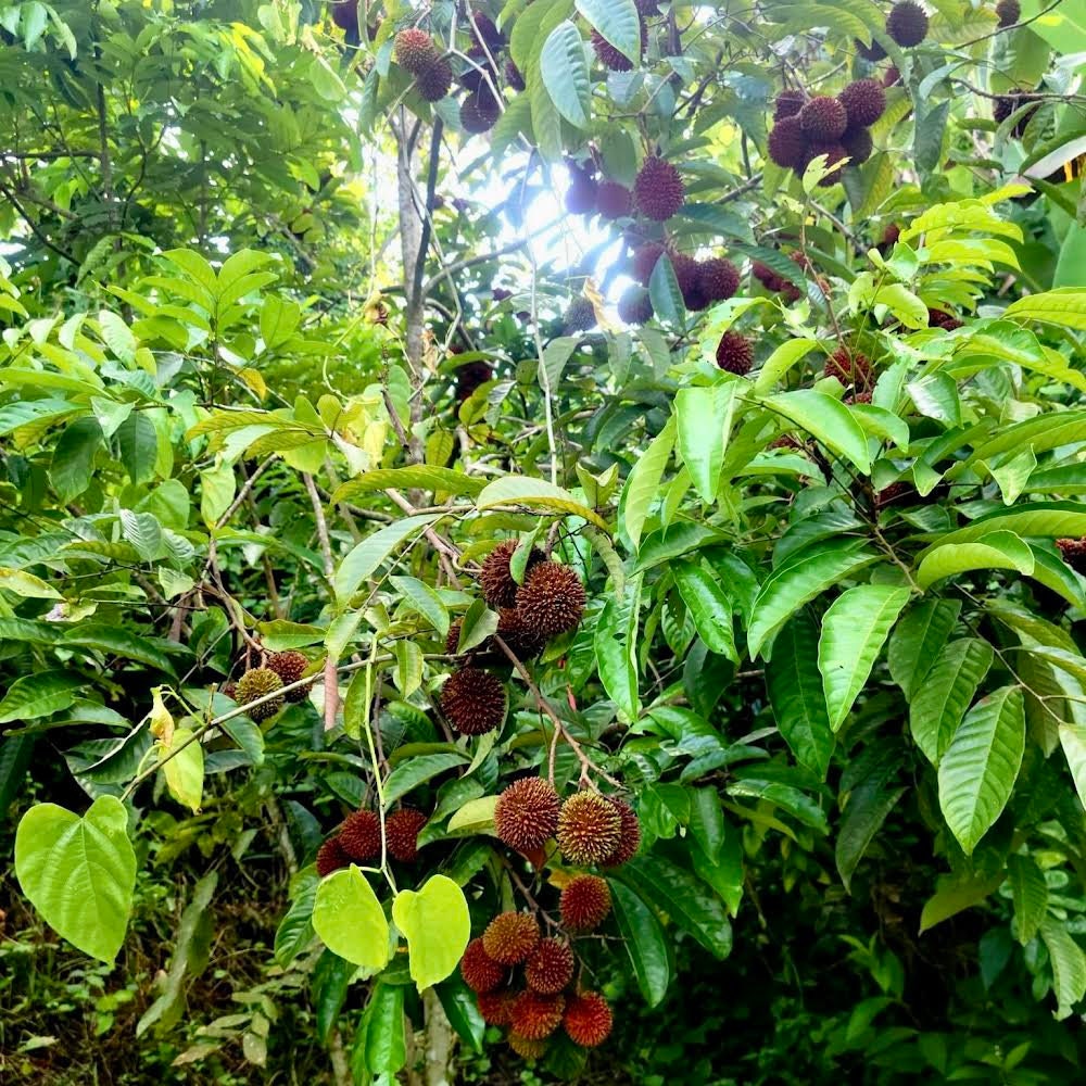 GRAFTED Pulasan nephelium Mutabile Living Fruit Tree - Etsy