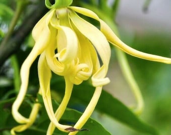 Sampenga Plant - Etsy