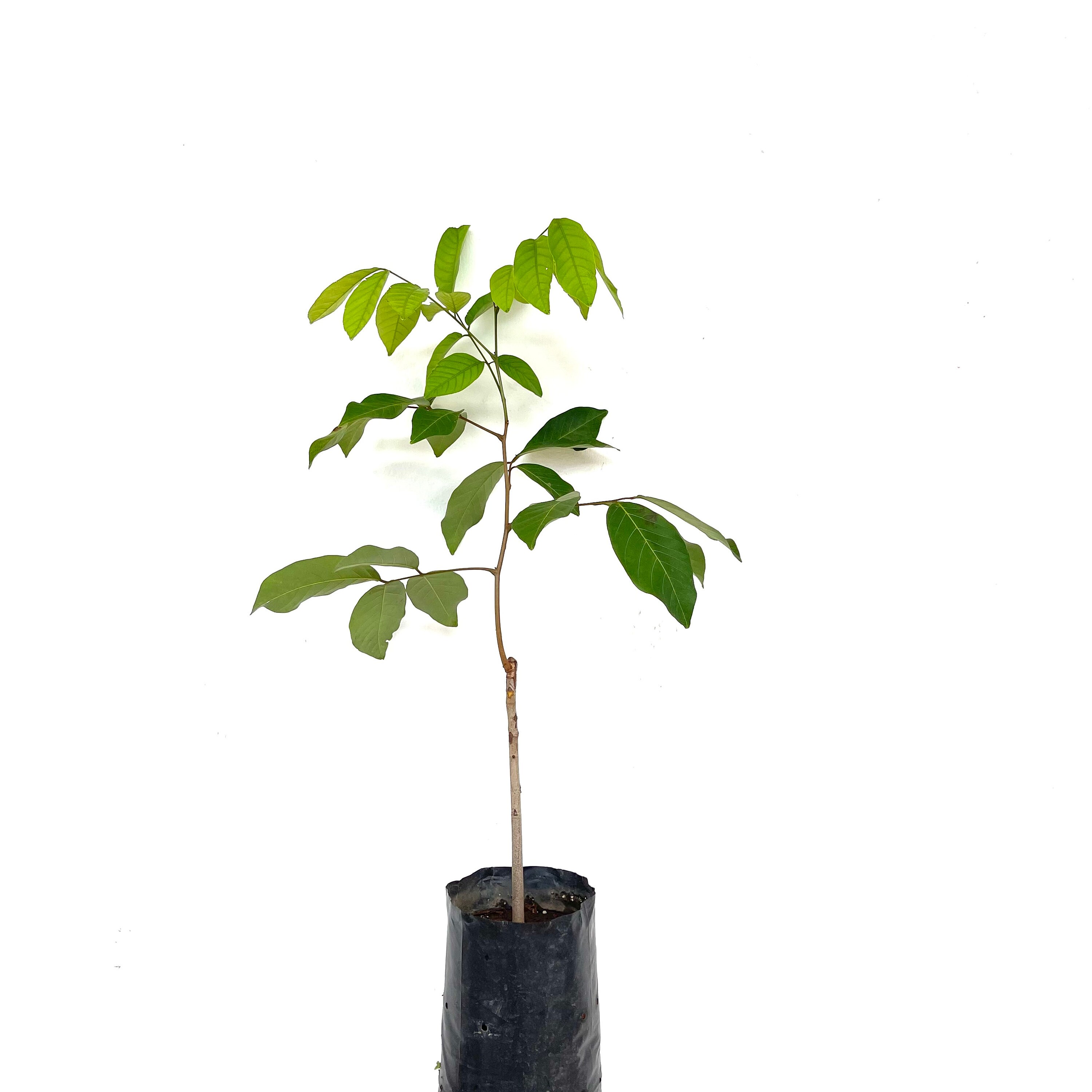 GRAFTED Rambutan nephelium Lappaceum Living Fruit Tree - Etsy