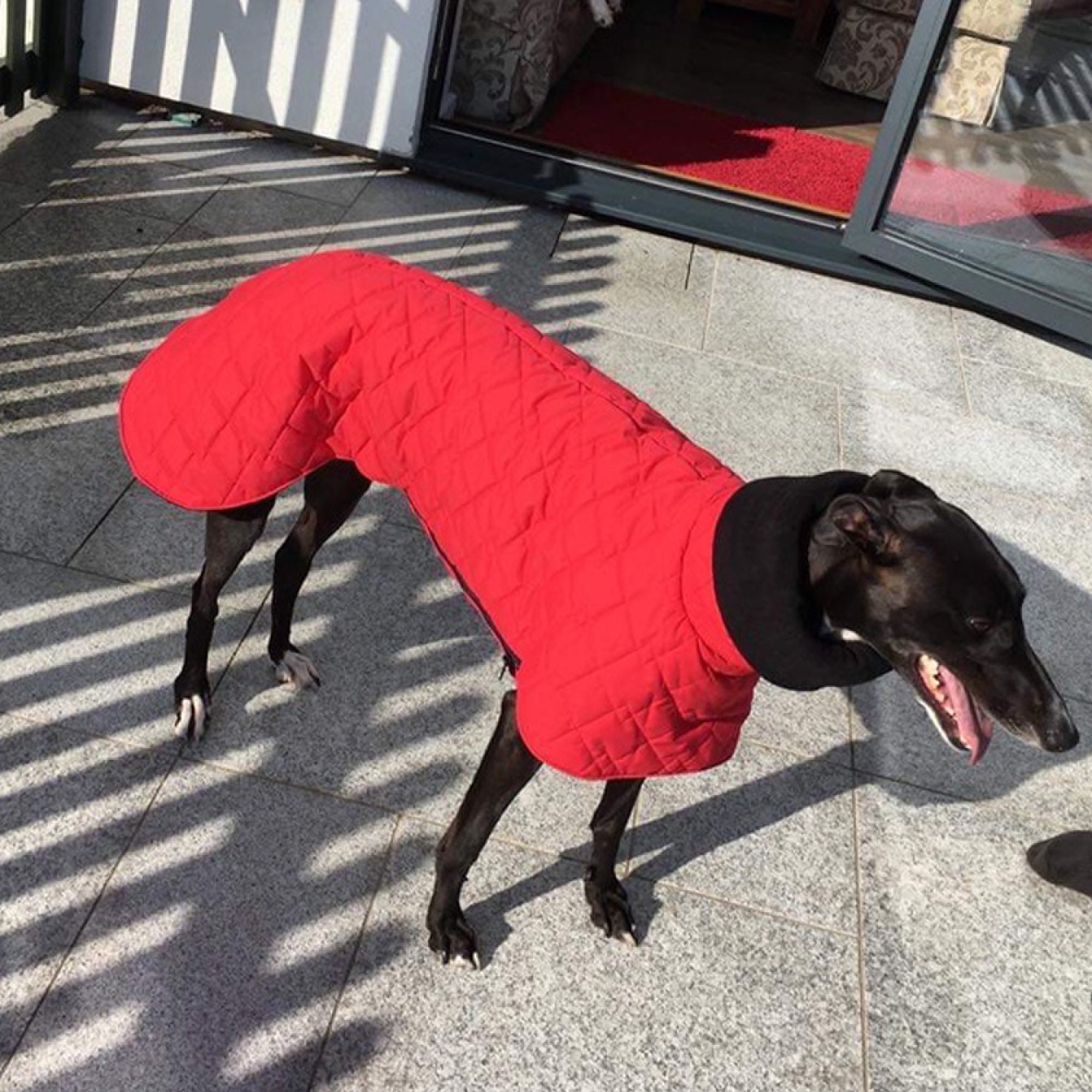 Sighthound Raincoat - Etsy UK