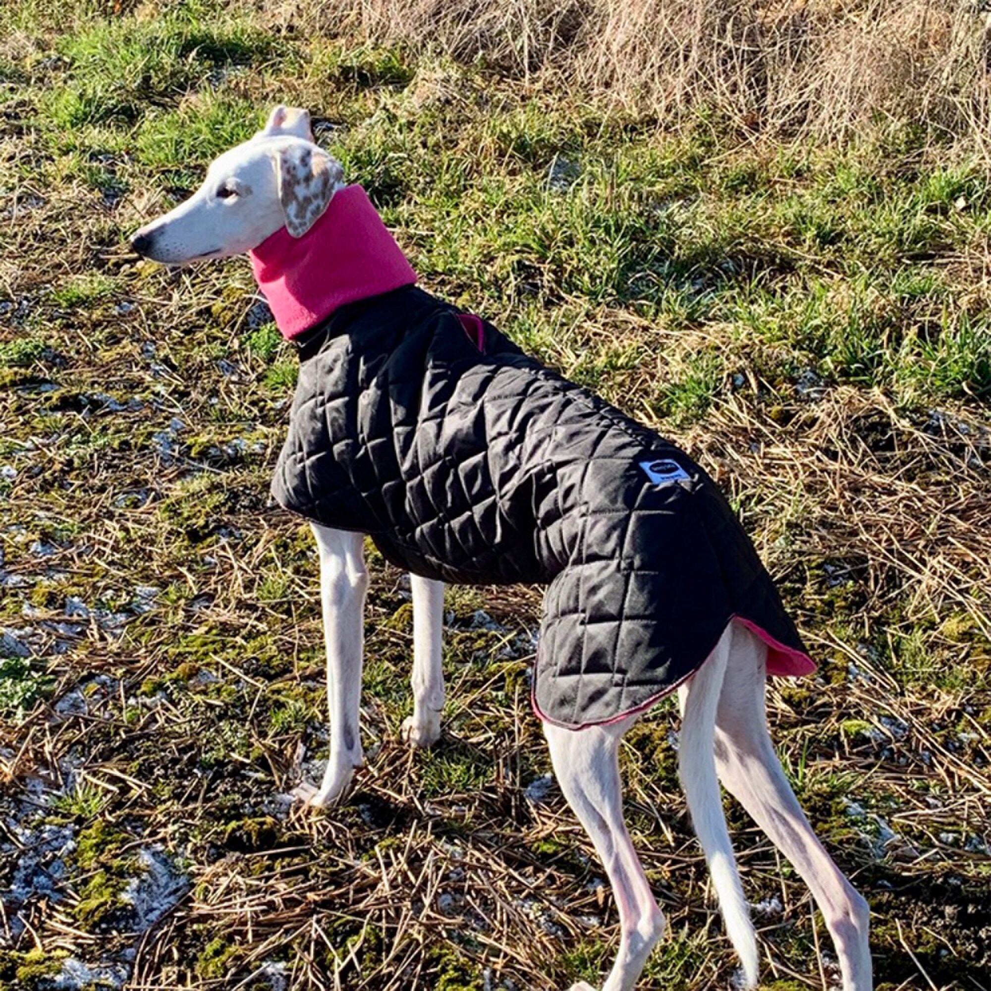 Sighthound Raincoat - Etsy UK
