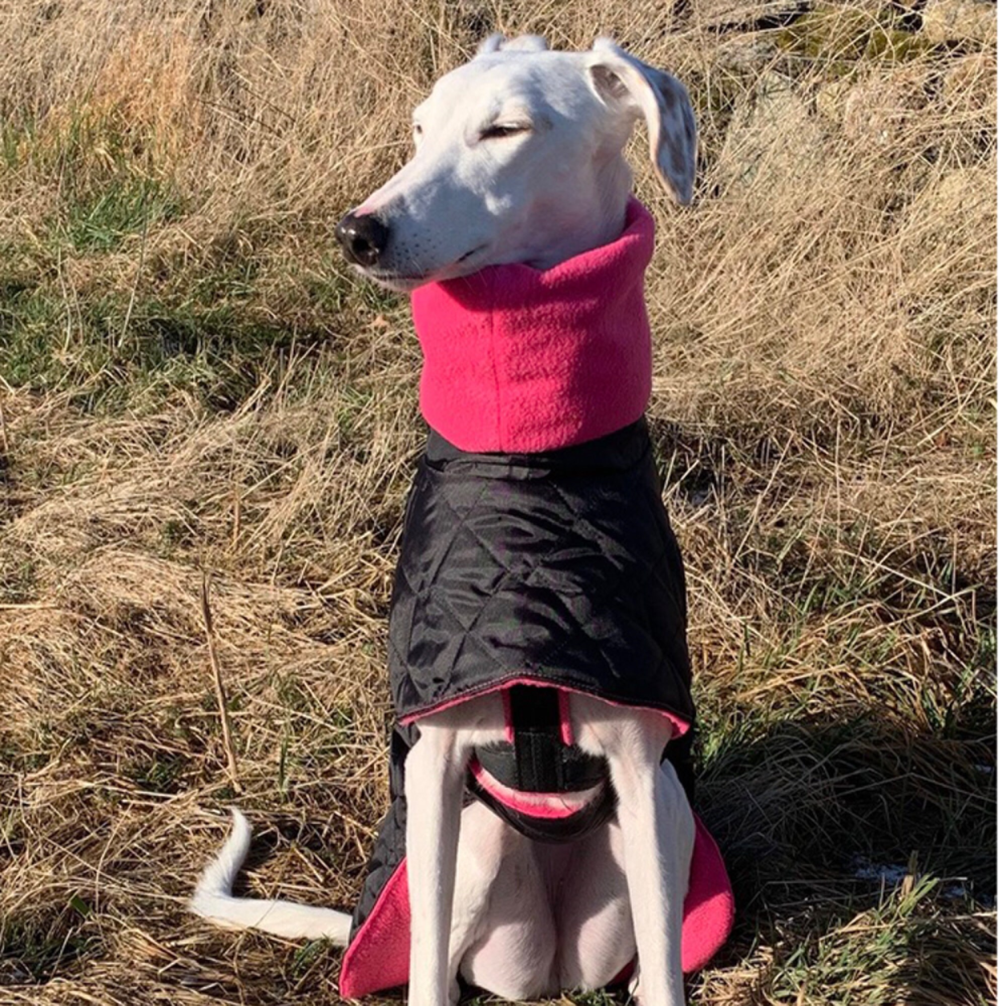 Sighthound Raincoat - Etsy UK