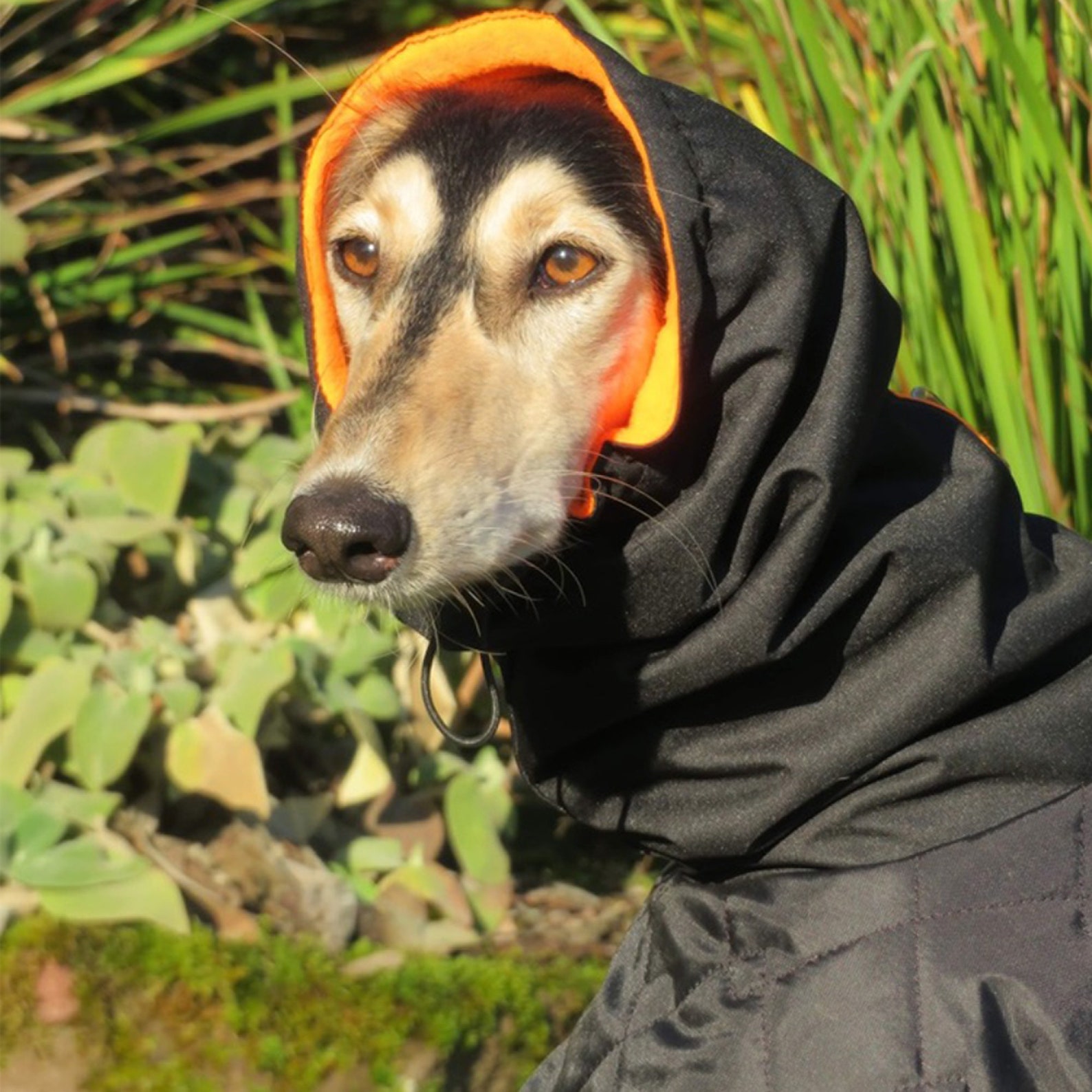 Sighthound Raincoat - Etsy UK