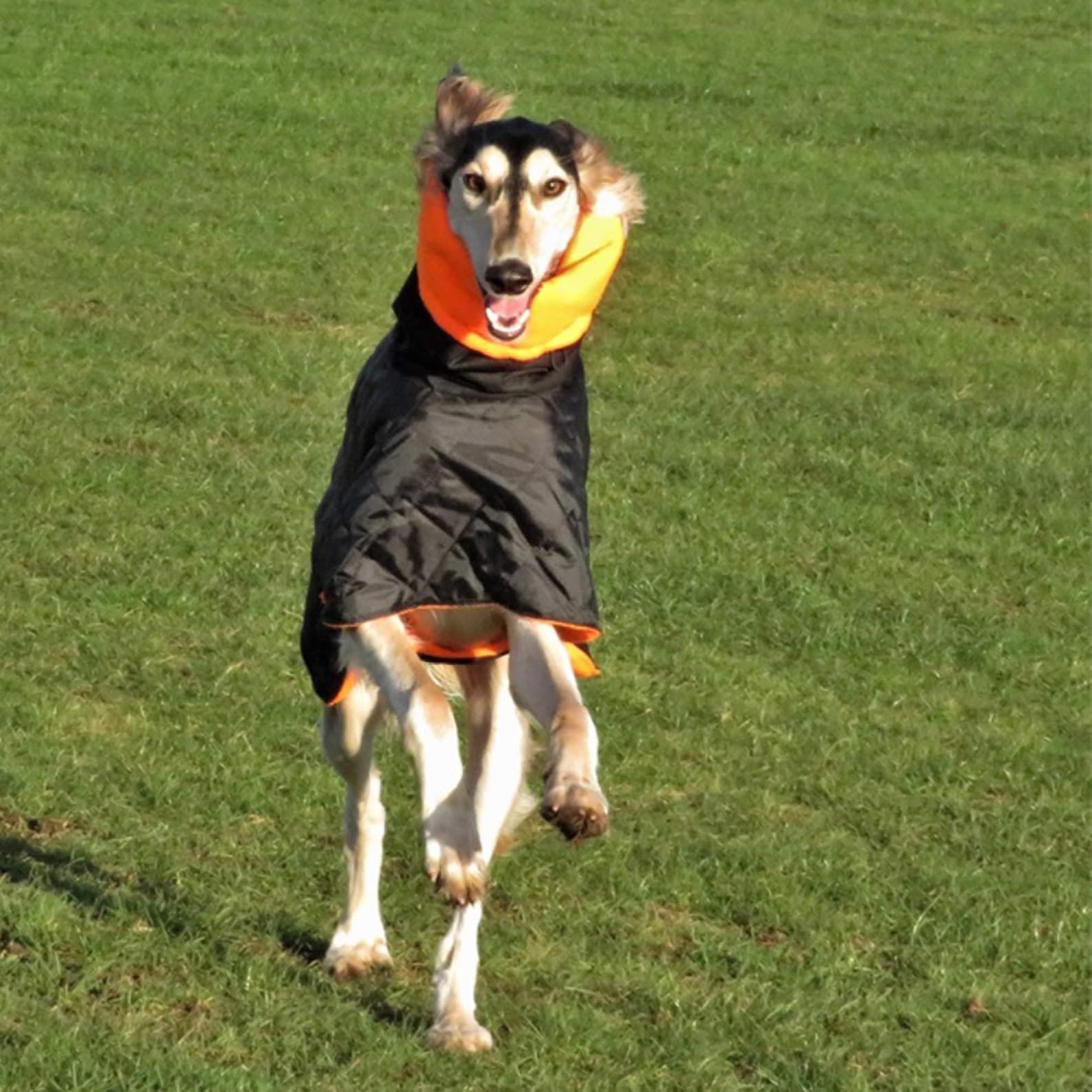 Sighthound Raincoat - Etsy UK