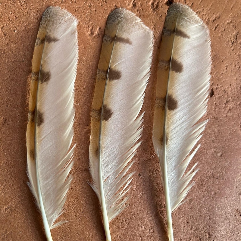 Owl Feathers - Etsy