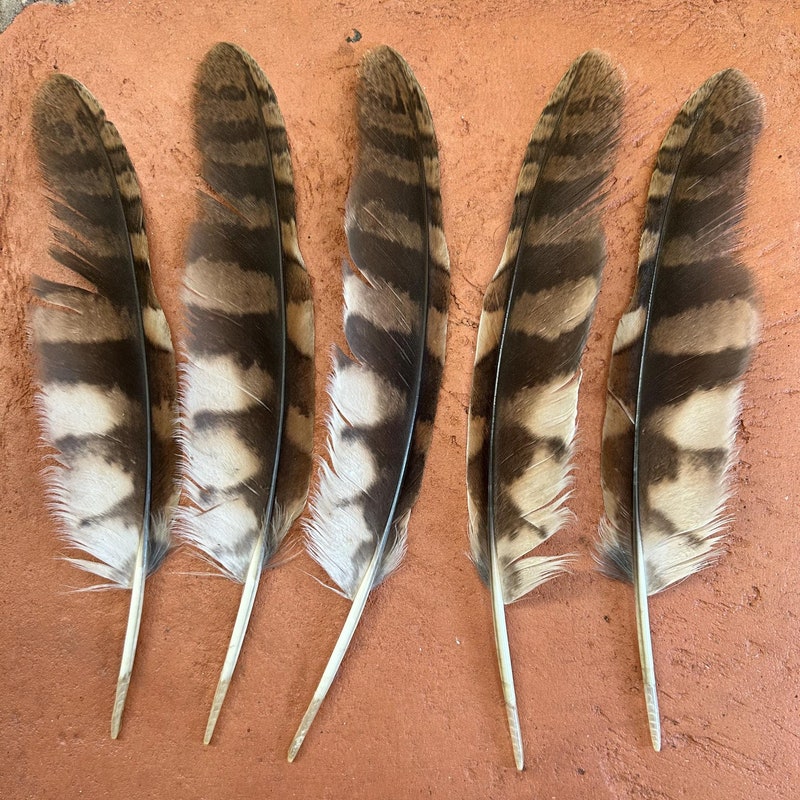 Owl Feathers - Etsy