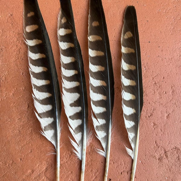 Kestrel Feathers - Etsy