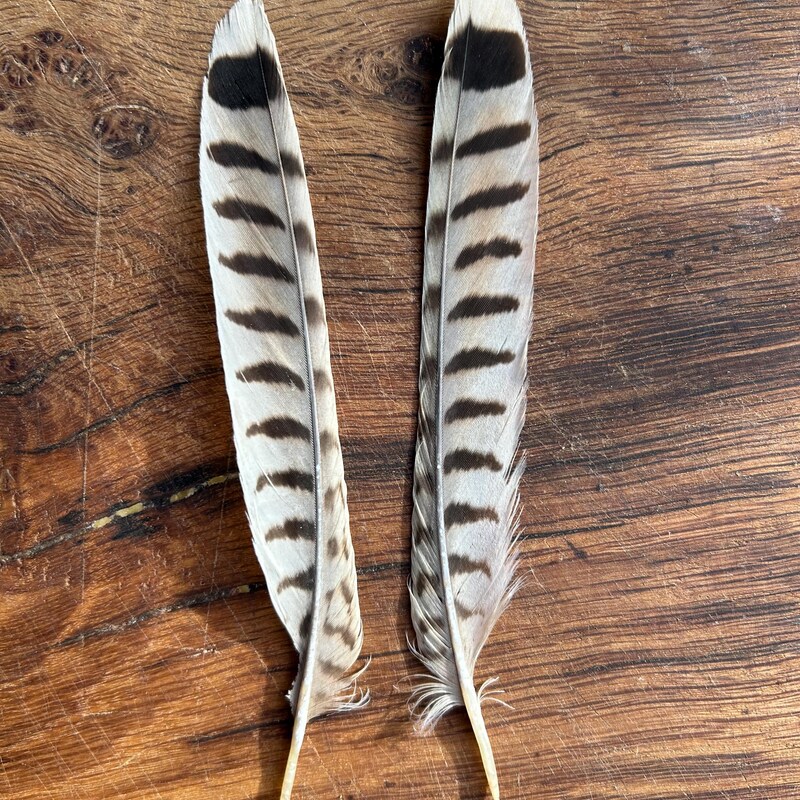 Kestrel Feathers - Etsy