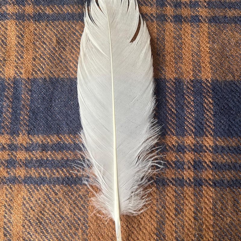 Swan Feathers - Etsy