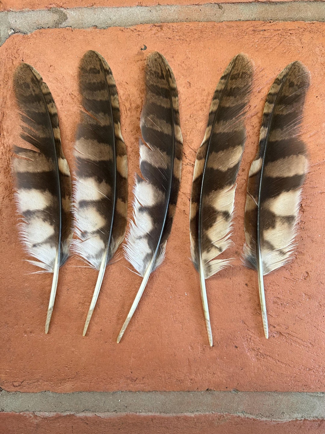 Tawny Owl Feather - Large X 1 Curiosity Collection Witch Craft Ethically Collected - Etsy